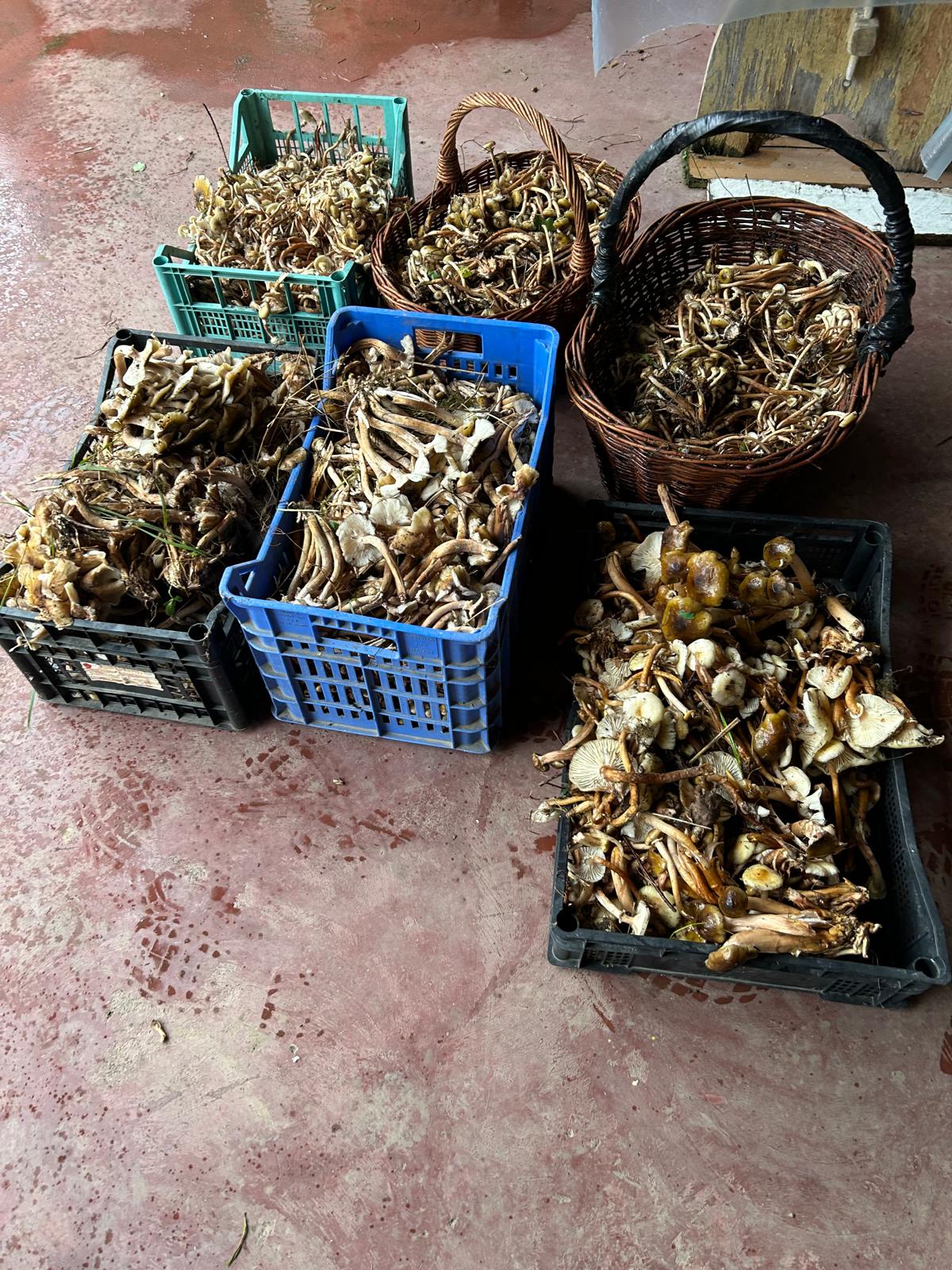 bodde · Free AI Chatbot