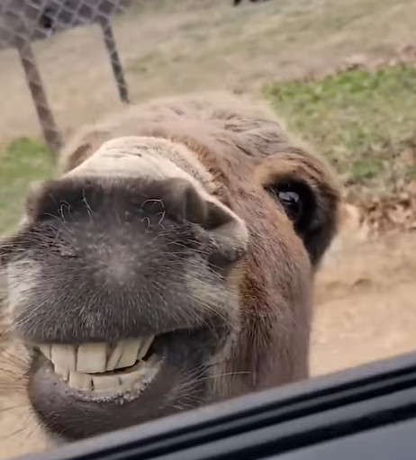 Zara · Free AI Chatbot