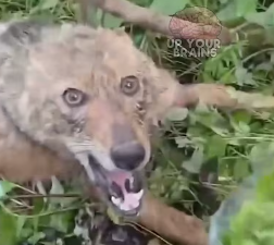 Wolfbot AI · Free AI App